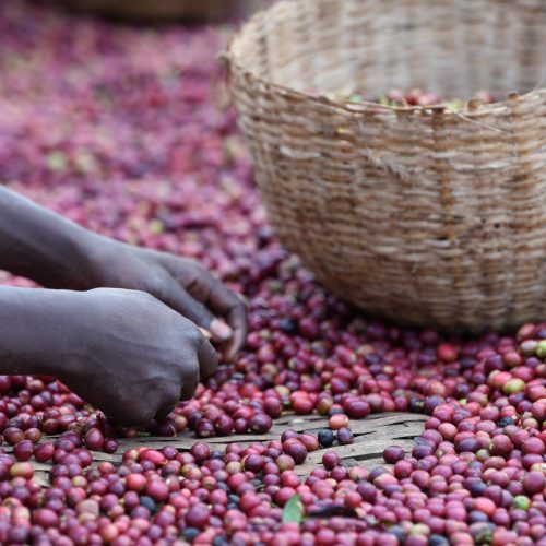 CARI COFFEE - Condesa Co.Lab